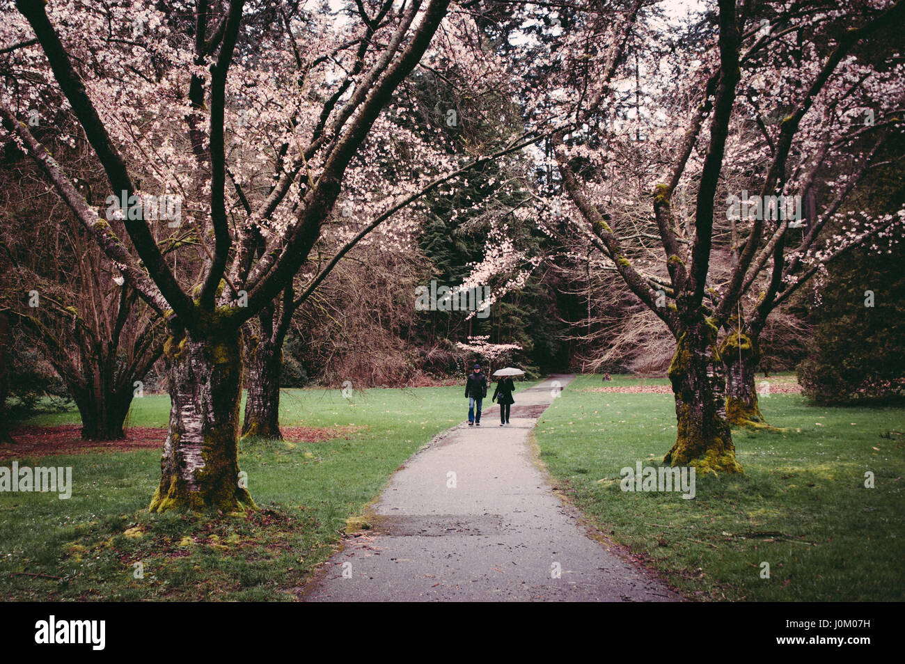 A couple walking in the rain with umbrella, through trees filled with ...