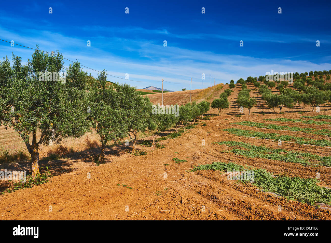 Sicilian olive trees hi-res stock photography and images - Alamy