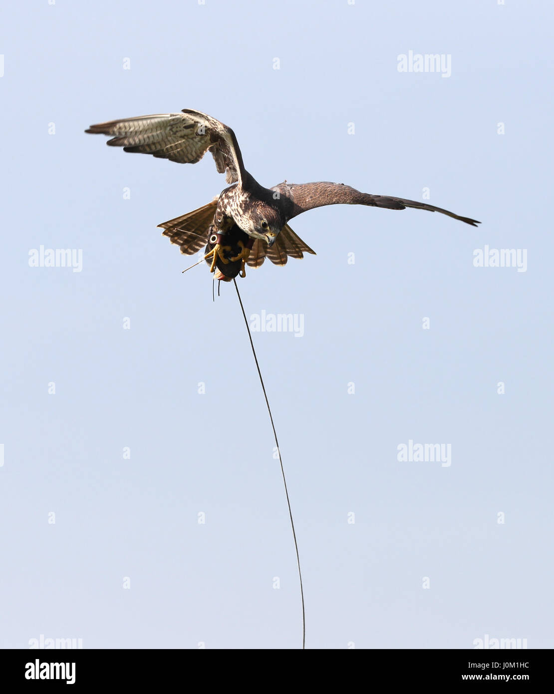 A sparrow hawk hi-res stock photography and images - Alamy