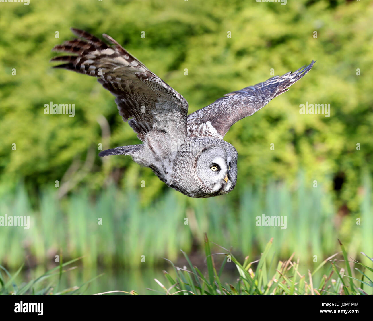 Close up of a Great Grey Owl in flight over a pond in woodland Stock ...