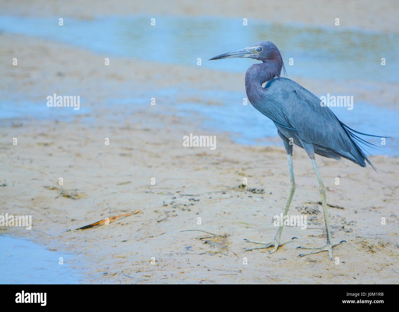 A Little Blue Heron on Lemon Bay Aquatic Reserve at Cedar Point ...