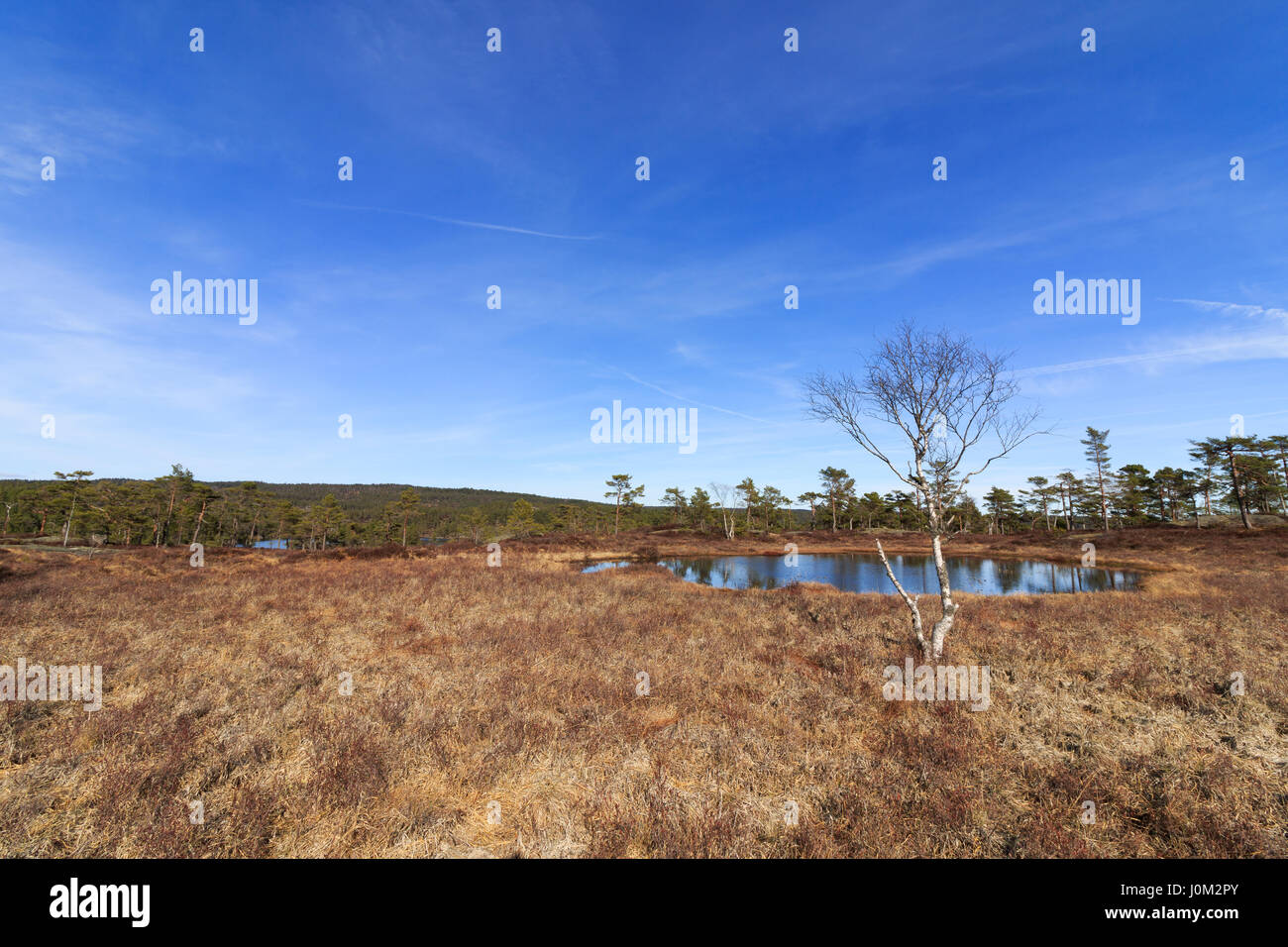 Spring in the forest of Norway, swamp with Birch tree in front of a ...