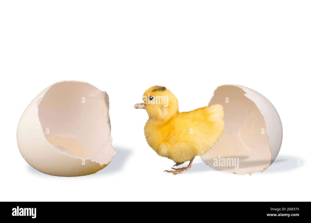 Little ducky just out of the egg shell Stock Photo - Alamy