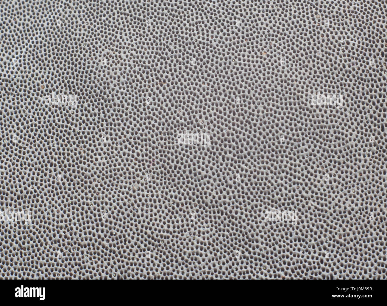pores of mushroom extreme closeup Stock Photo - Alamy