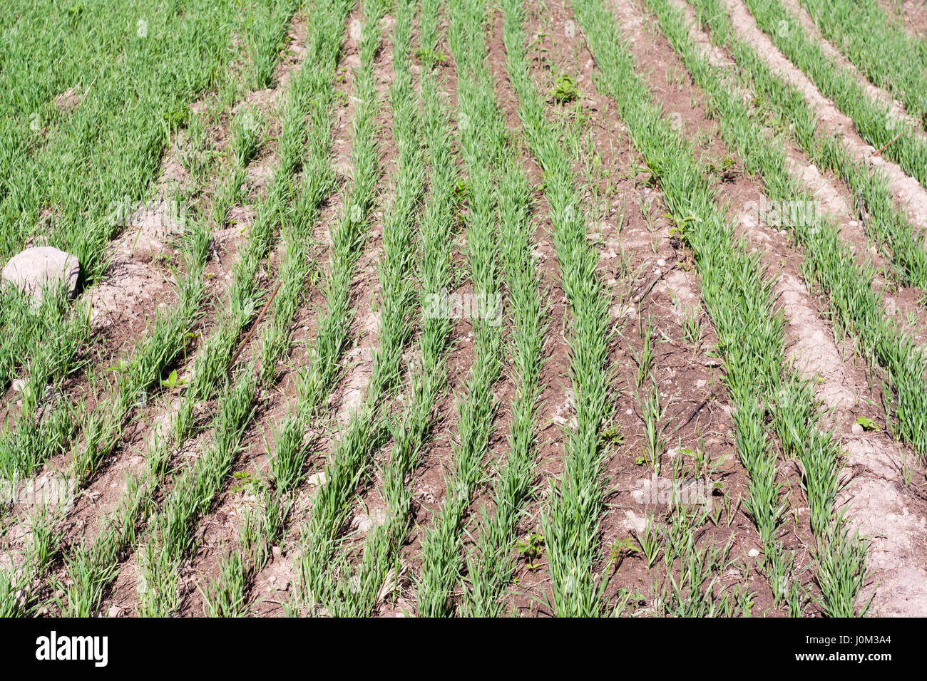 young crops of oats Stock Photo - Alamy