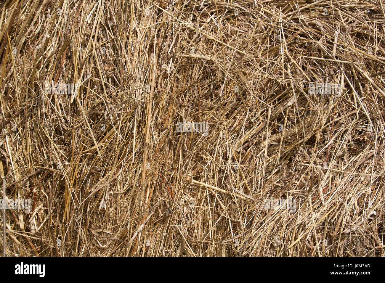 texture of hay closeup Stock Photo - Alamy