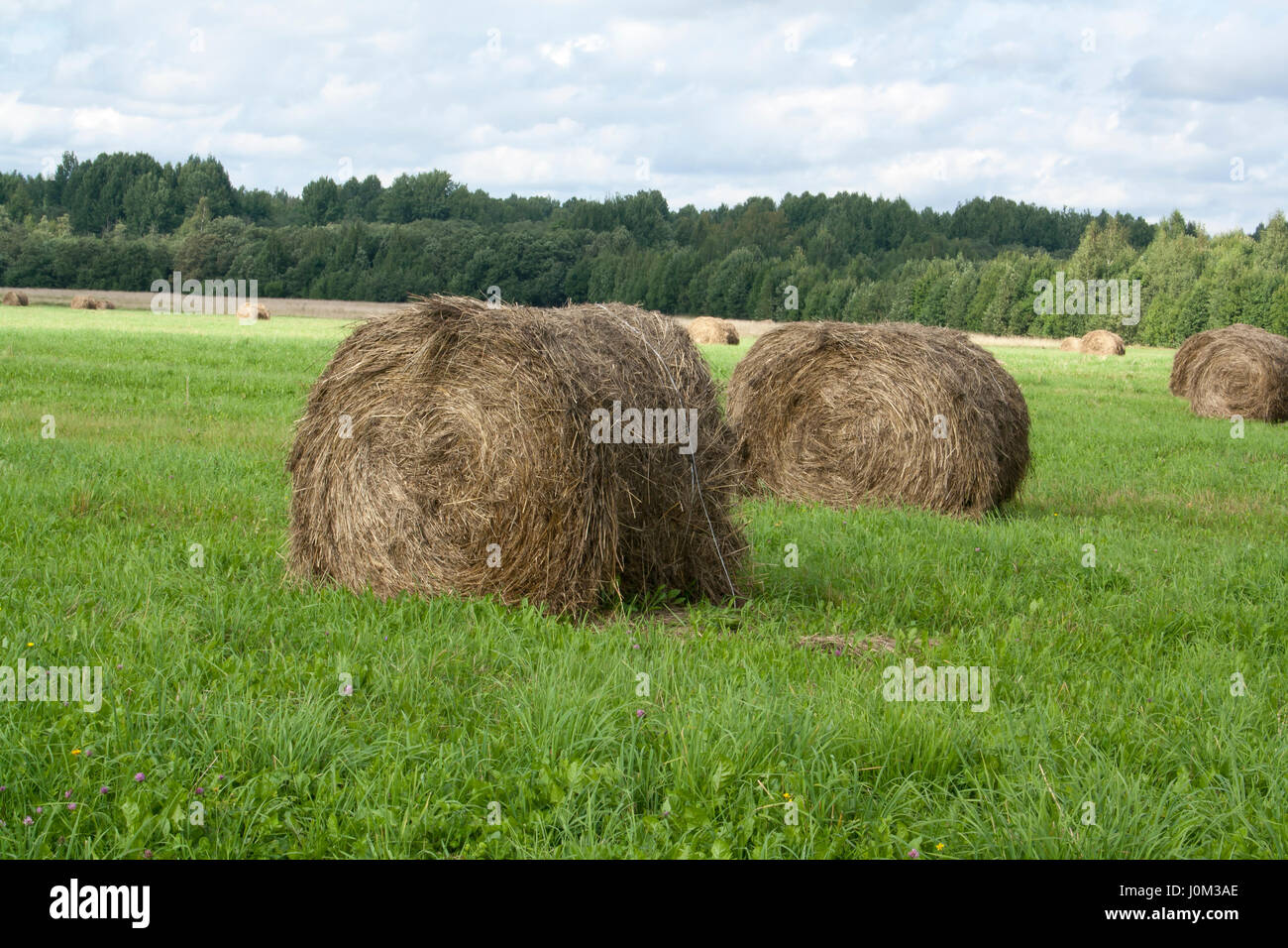 rolls of hay rural landscape Stock Photo - Alamy