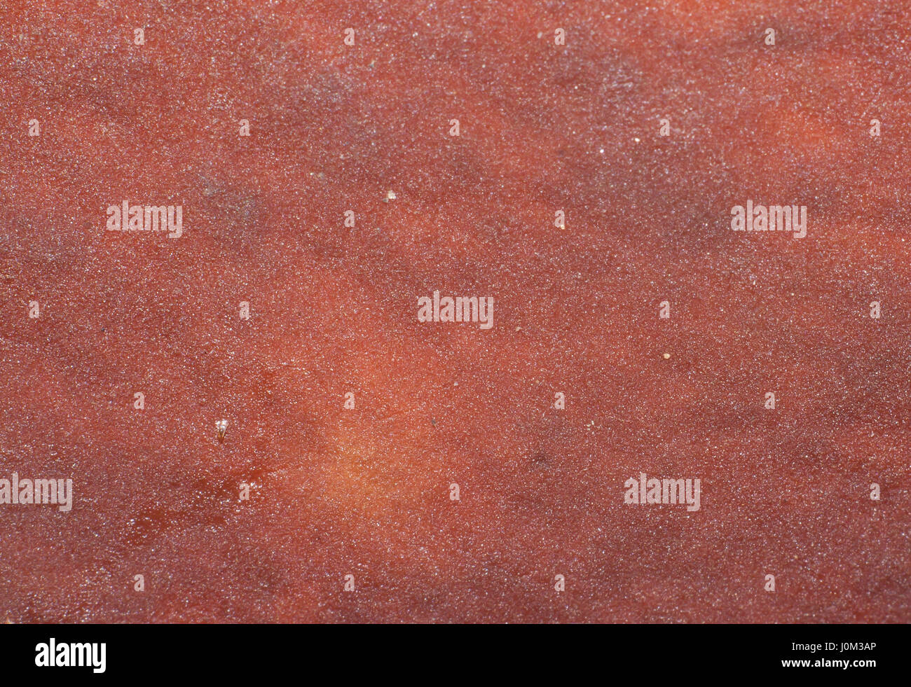 texture of porcini extreme closeup Stock Photo - Alamy