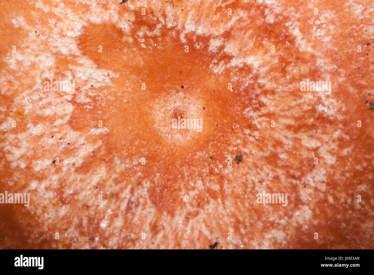 saffron milk cap texture closeup Stock Photo - Alamy