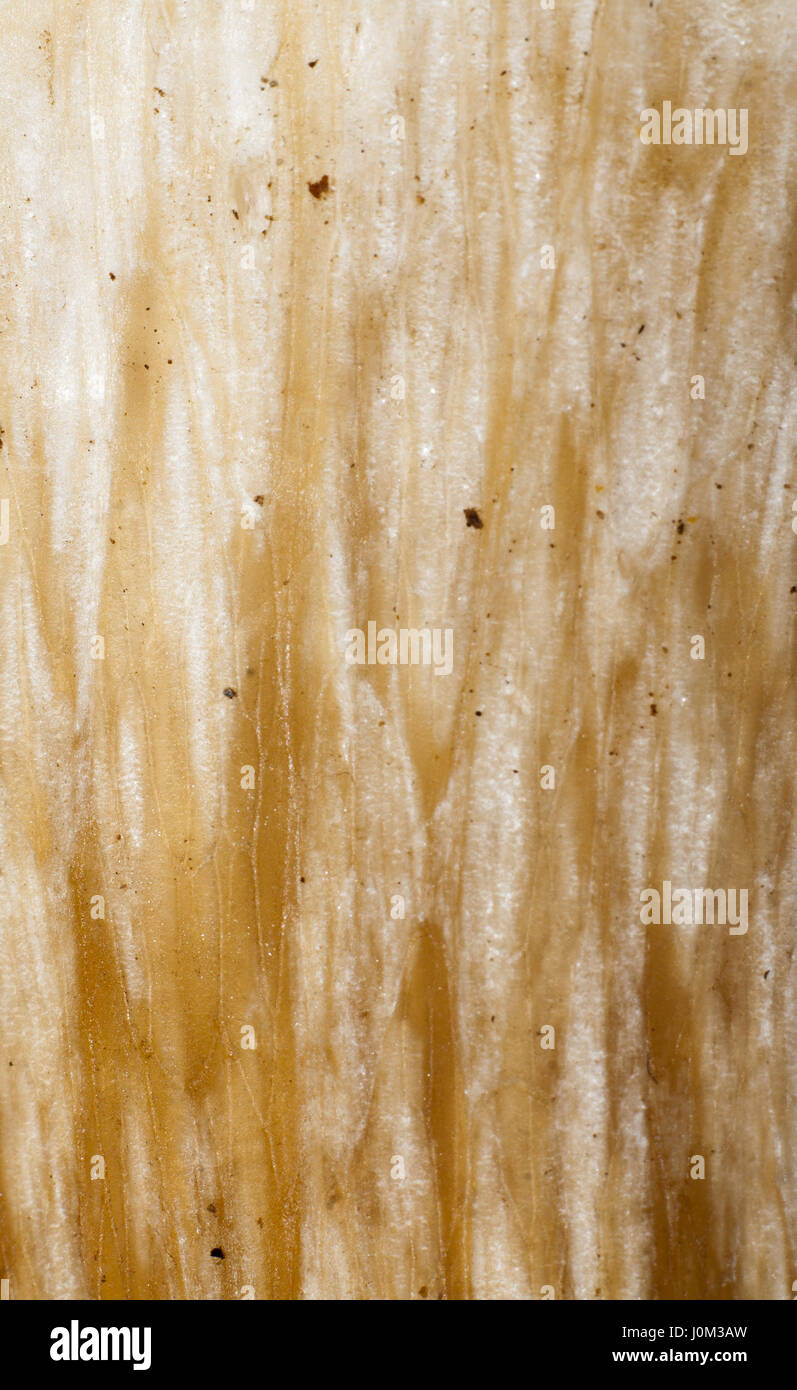 texture of porcini extreme closeup Stock Photo - Alamy