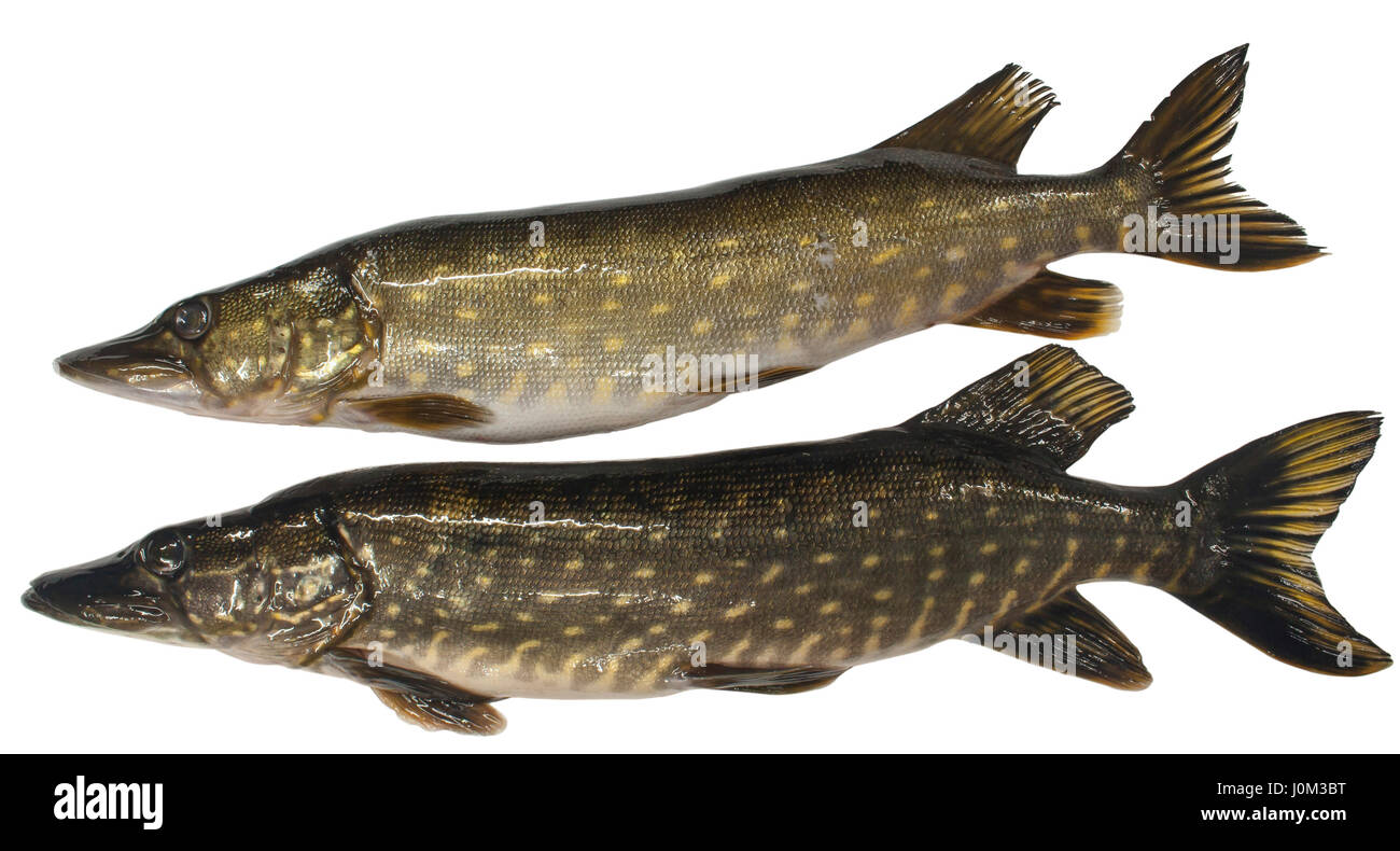 two big pikes isolated on white background Stock Photo - Alamy