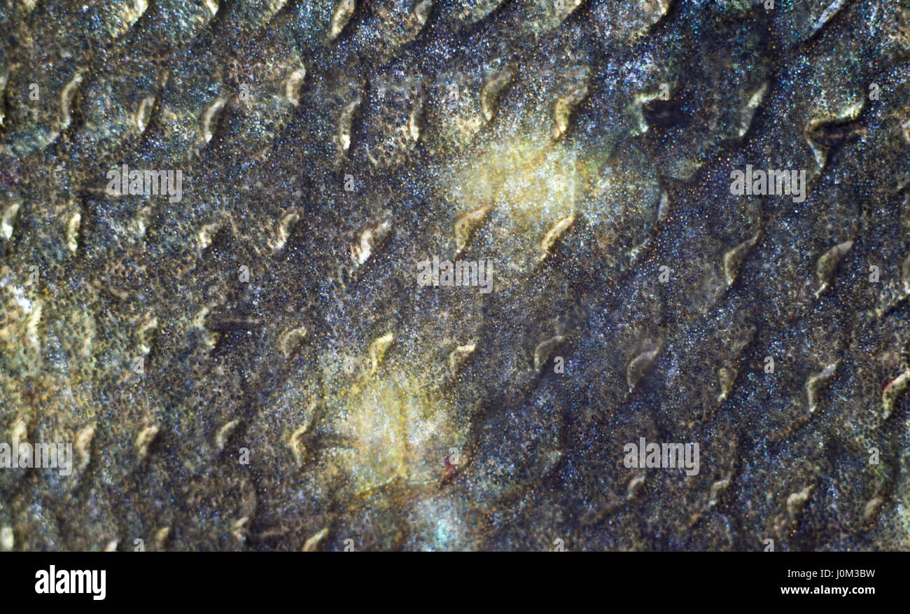 texture of fish scales extreme closeup Stock Photo - Alamy