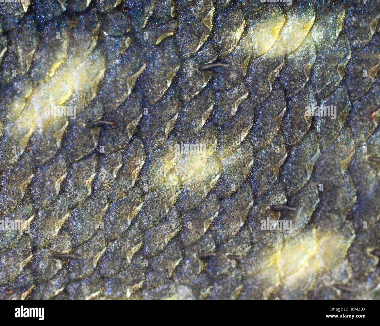 texture of fish scales extreme closeup Stock Photo - Alamy