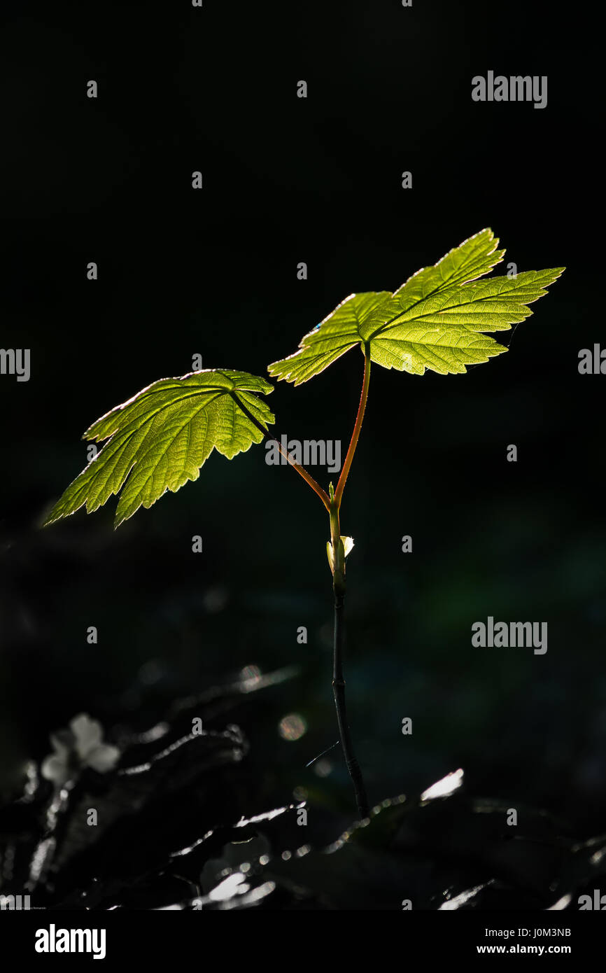 Plant springing hi-res stock photography and images - Alamy