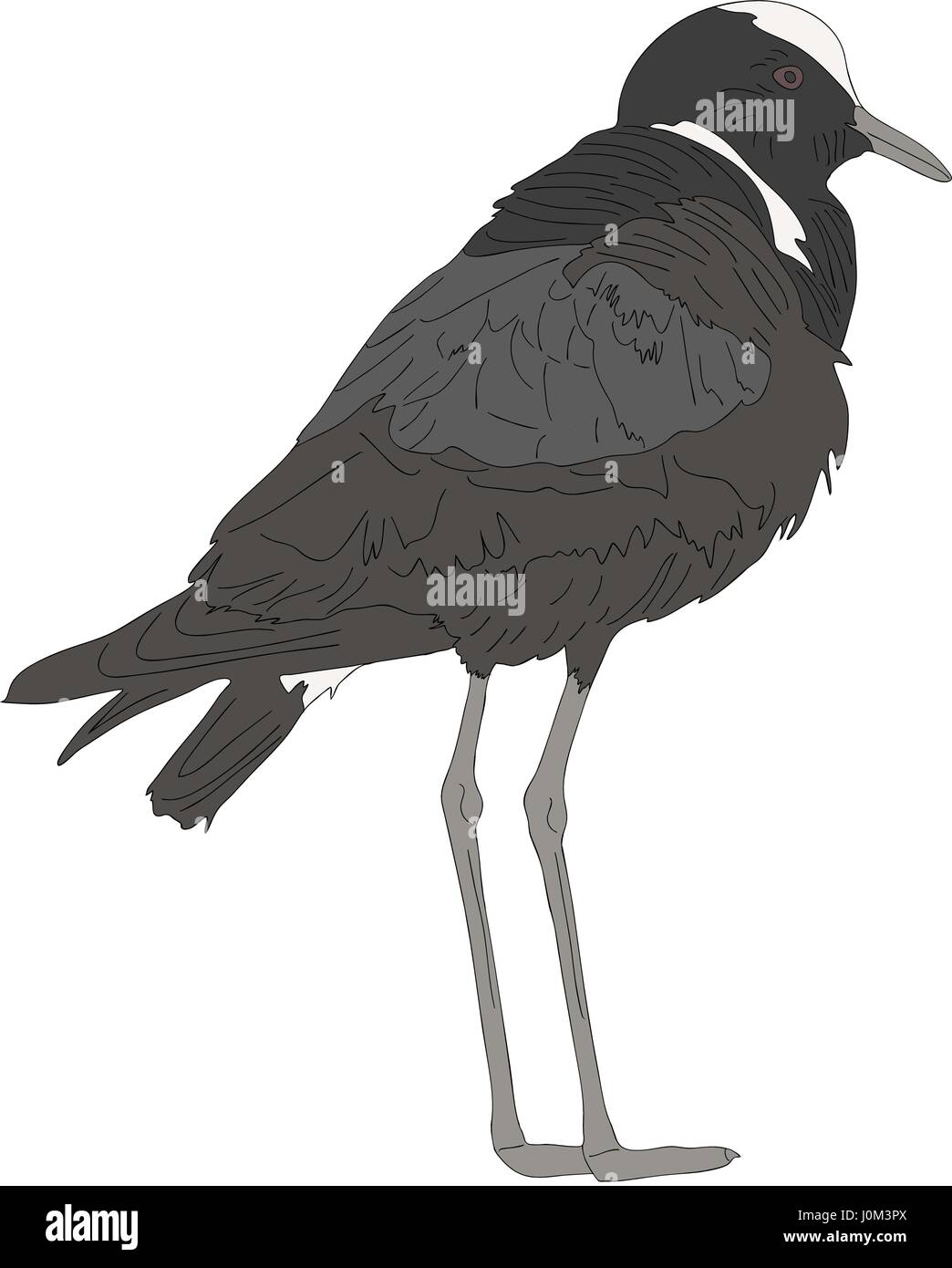 Lapwing Stock Vector Images - Alamy