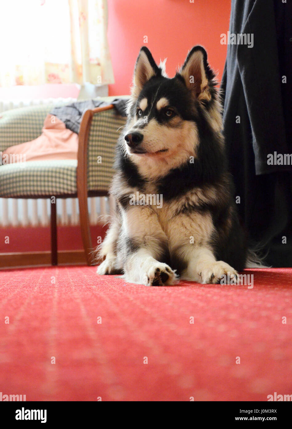 Husky in a german hotel with red carpet Stock Photo - Alamy