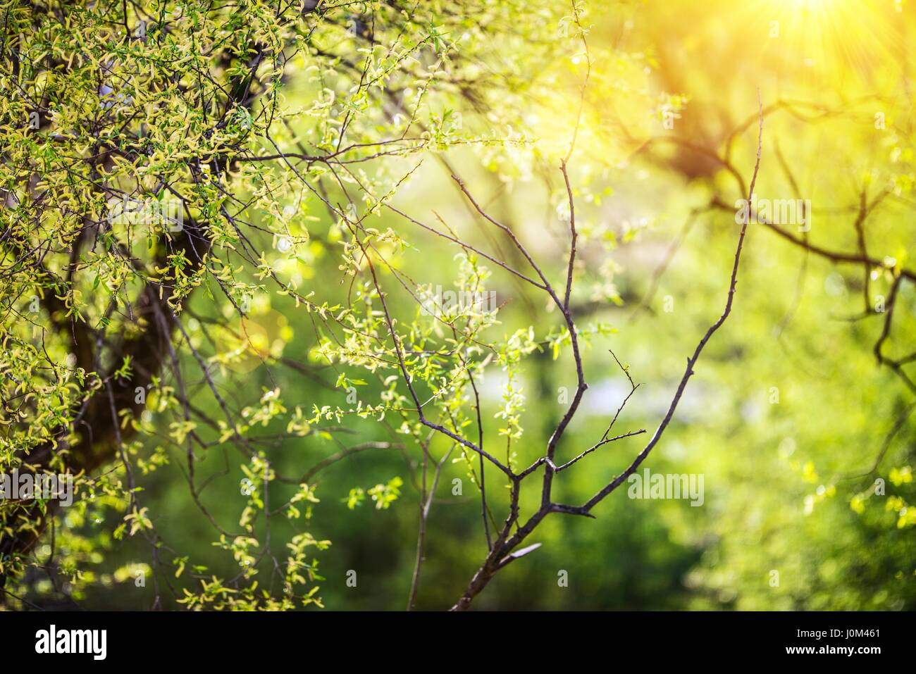 Spring Vegetation Photo Background. Young Leaves and Juicy Green Colors ...