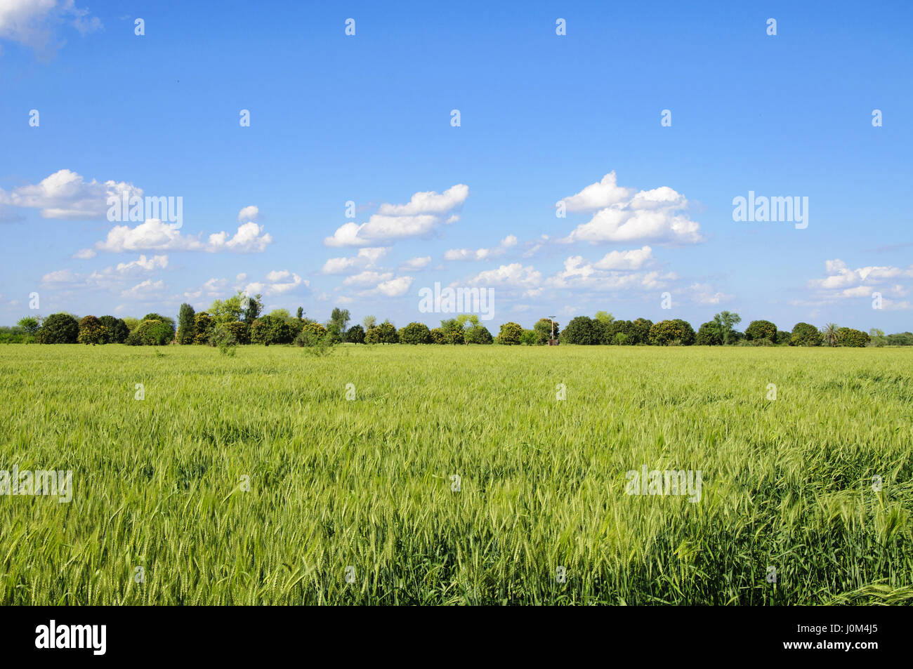 Green gross and wheat field Stock Photo - Alamy
