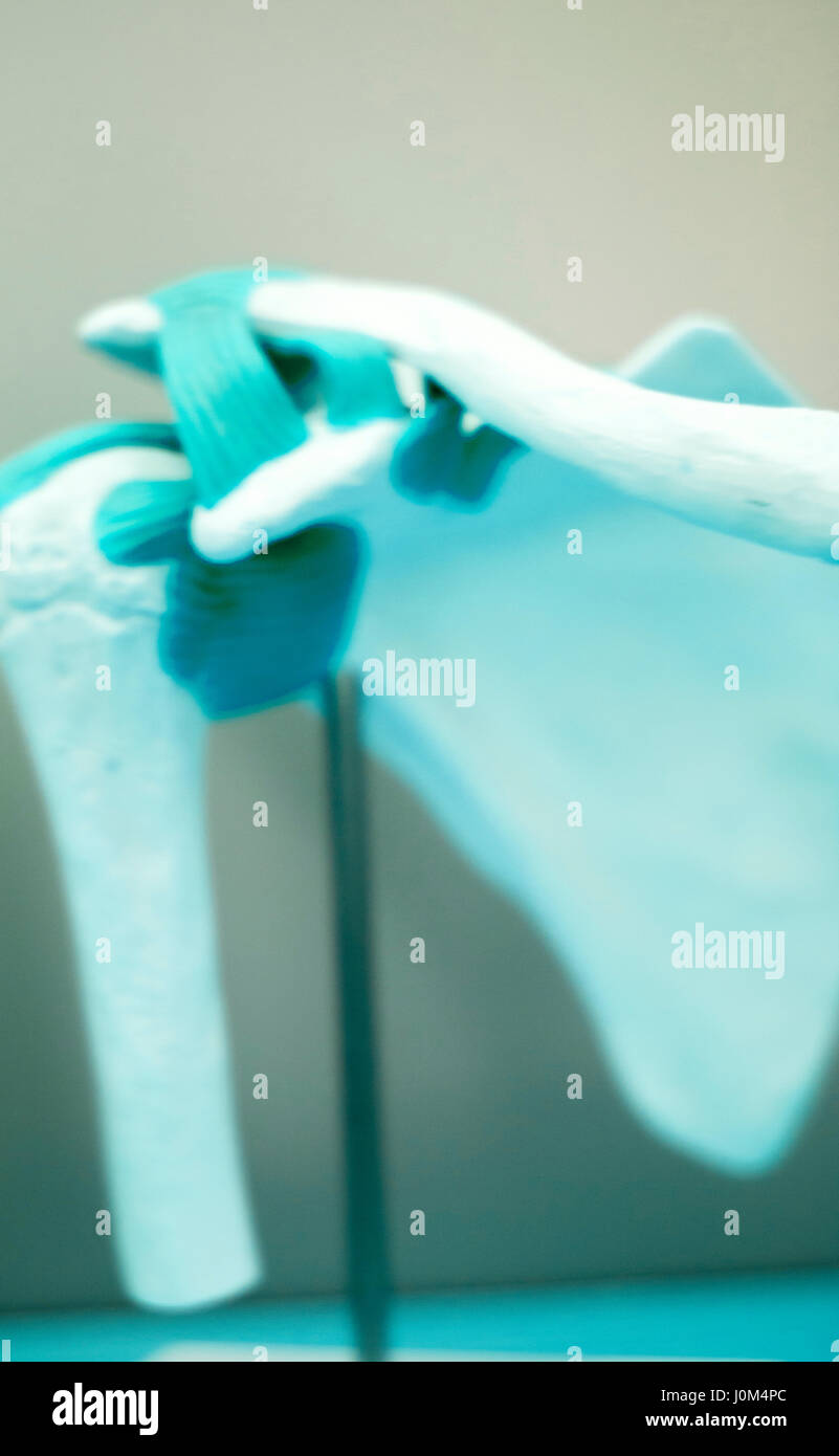 Shoulder blade and back medical study student anatomy model showing ...