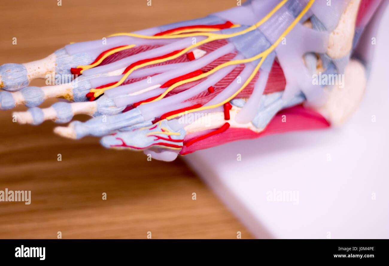 Foot medical study student anatomy model showing bones, toes, tendons ...