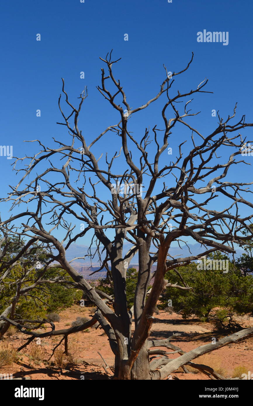 Skeleton tree hi-res stock photography and images - Alamy