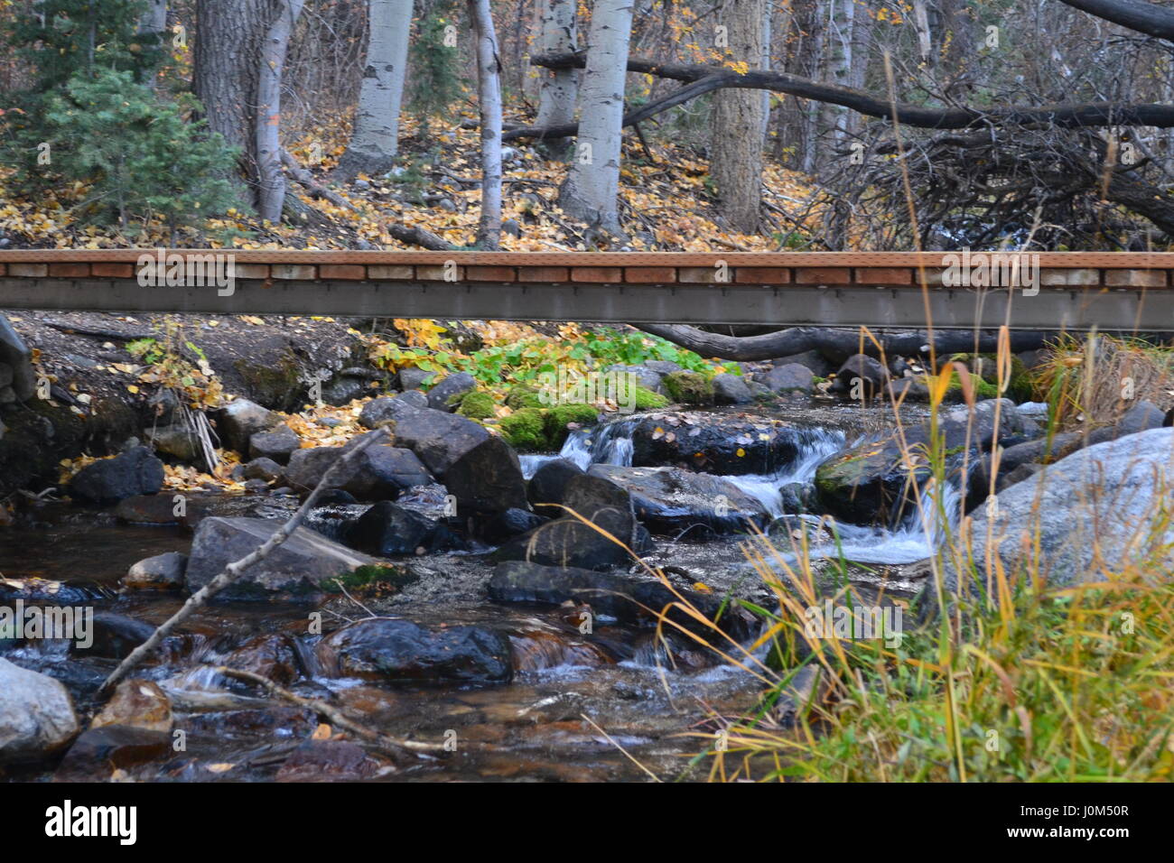 Footbridge over a stream in the woods Stock Photo - Alamy