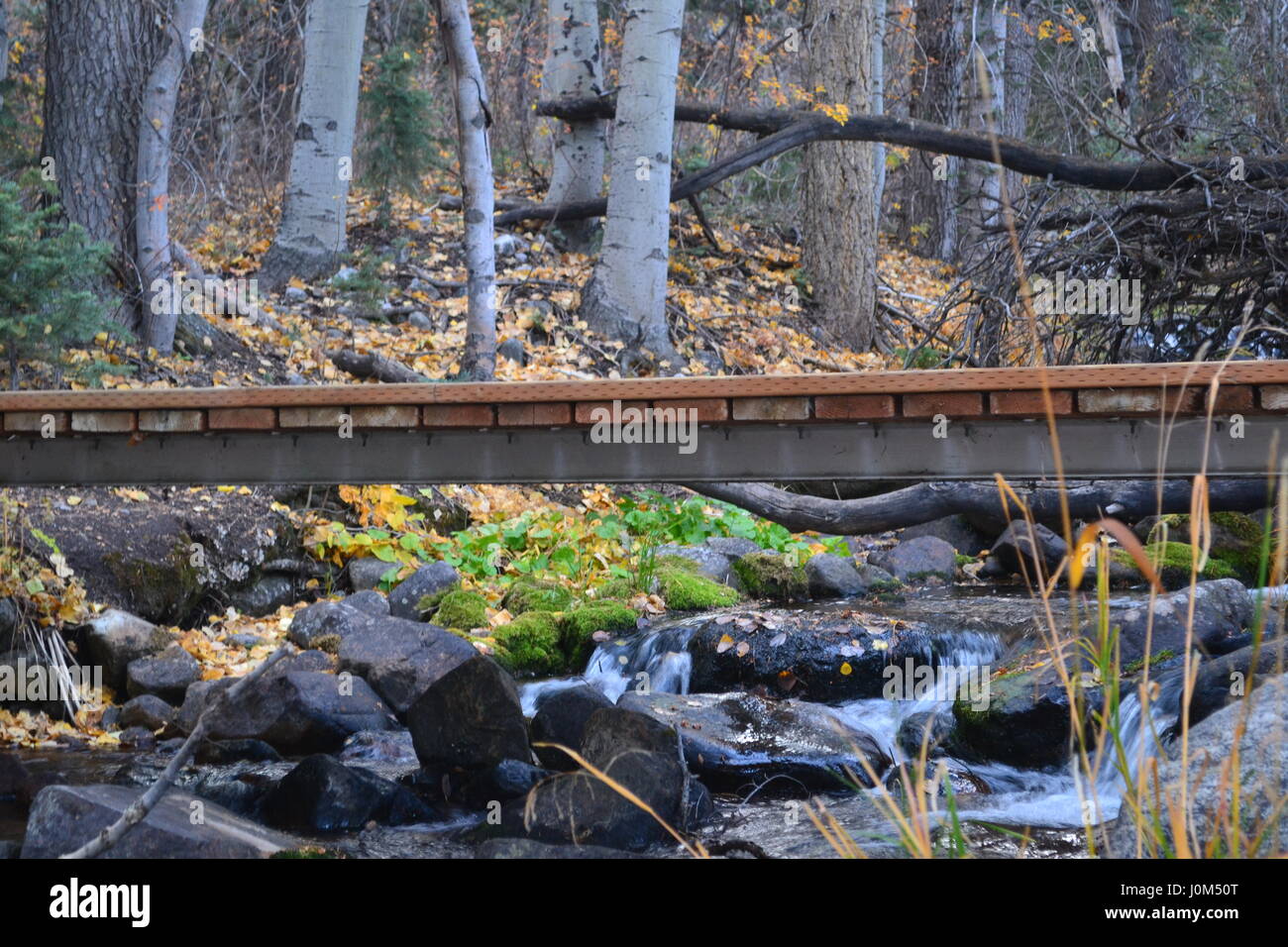 Footbridge over a stream in the woods Stock Photo - Alamy