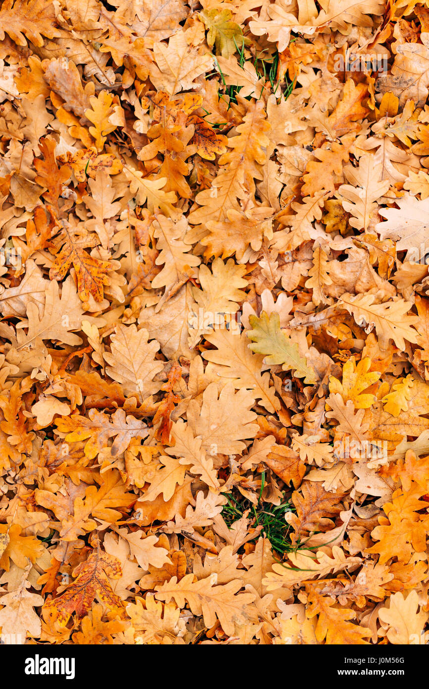 Texture of autumn leaves. Yellow oak leaf litter on the floor in the ...