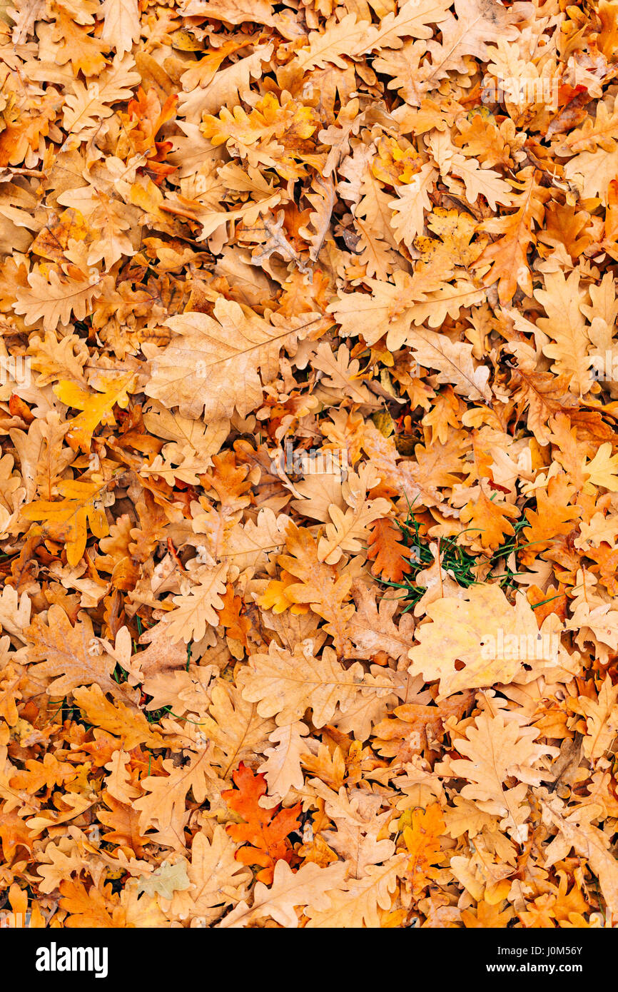 Texture of autumn leaves. Yellow oak leaf litter on the floor in the ...