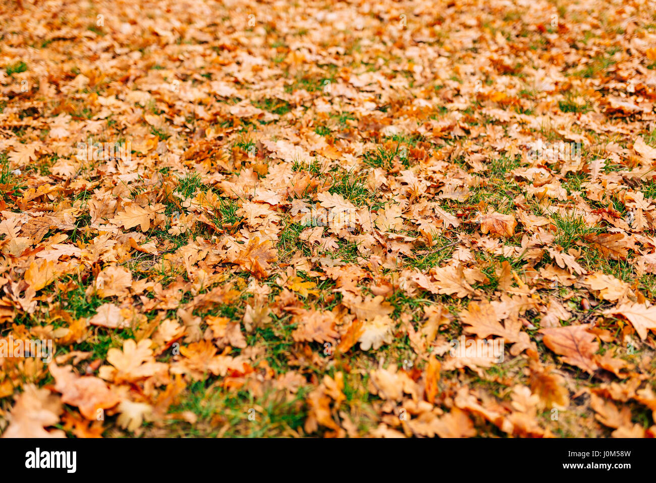Texture of autumn leaves. Yellow oak leaf litter on the floor in the ...