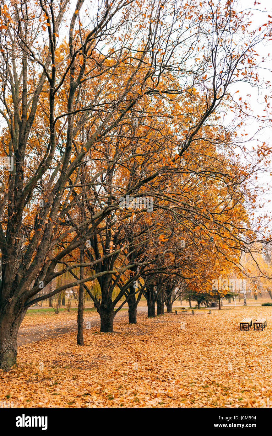 Yellow autumn leaves on an oak tree. Zaporozhye, park Oak Grove ...
