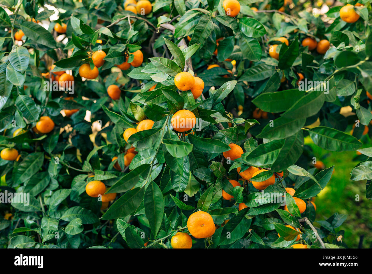 Orange mandarin on the tree. Ripe tangerine. Montenegrin mandarin trees ...