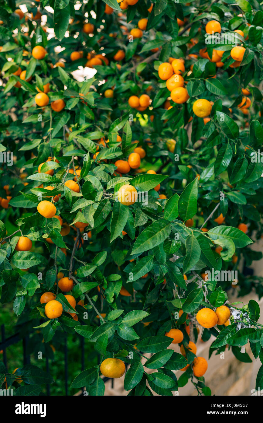 Orange mandarin on the tree. Ripe tangerine. Montenegrin mandarin trees ...
