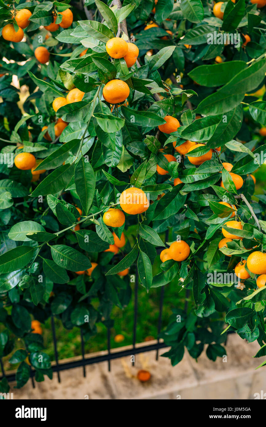 Orange mandarin on the tree. Ripe tangerine. Montenegrin mandarin trees ...