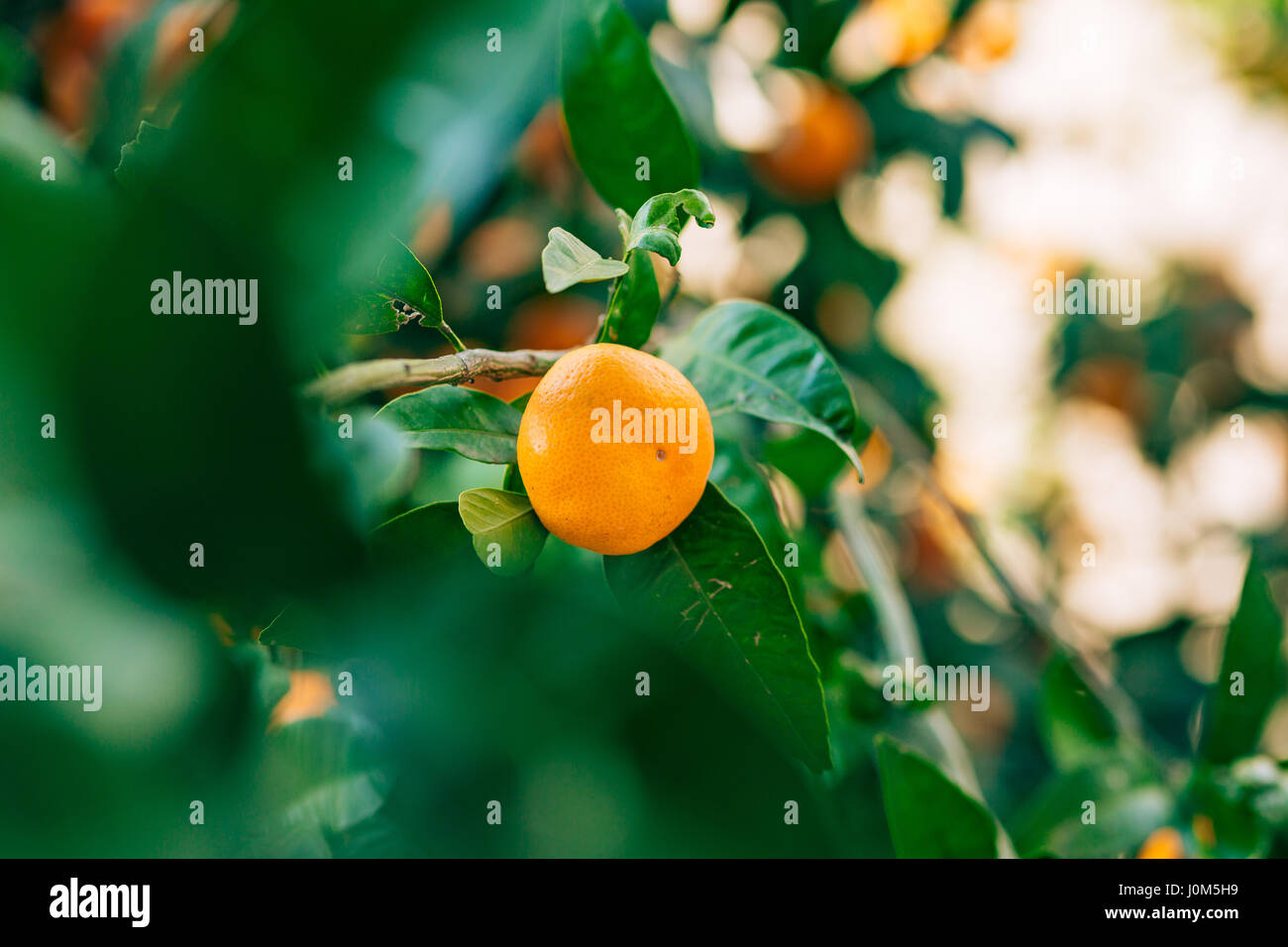 Orange mandarin on the tree. Ripe tangerine. Montenegrin mandarin trees ...