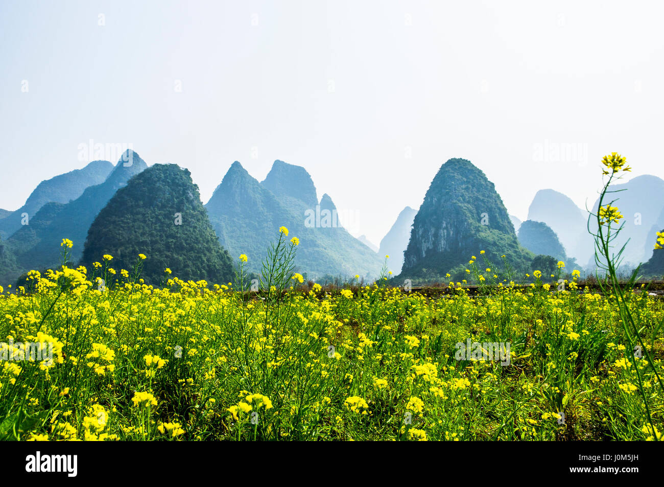 Rape flower and karst mountains scenery in spring, Guilin, China Stock ...