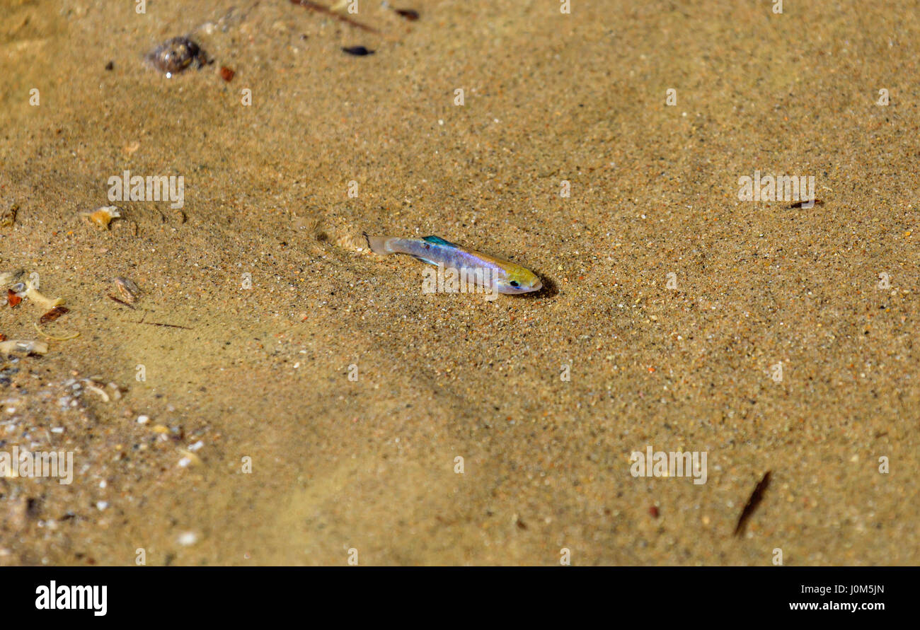 Pupfish hi-res stock photography and images - Alamy