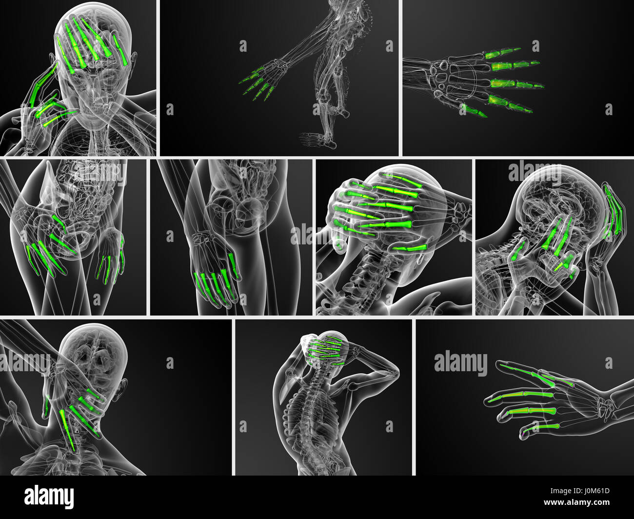 3d rendering illustration of the human phalanges hand Stock Photo - Alamy