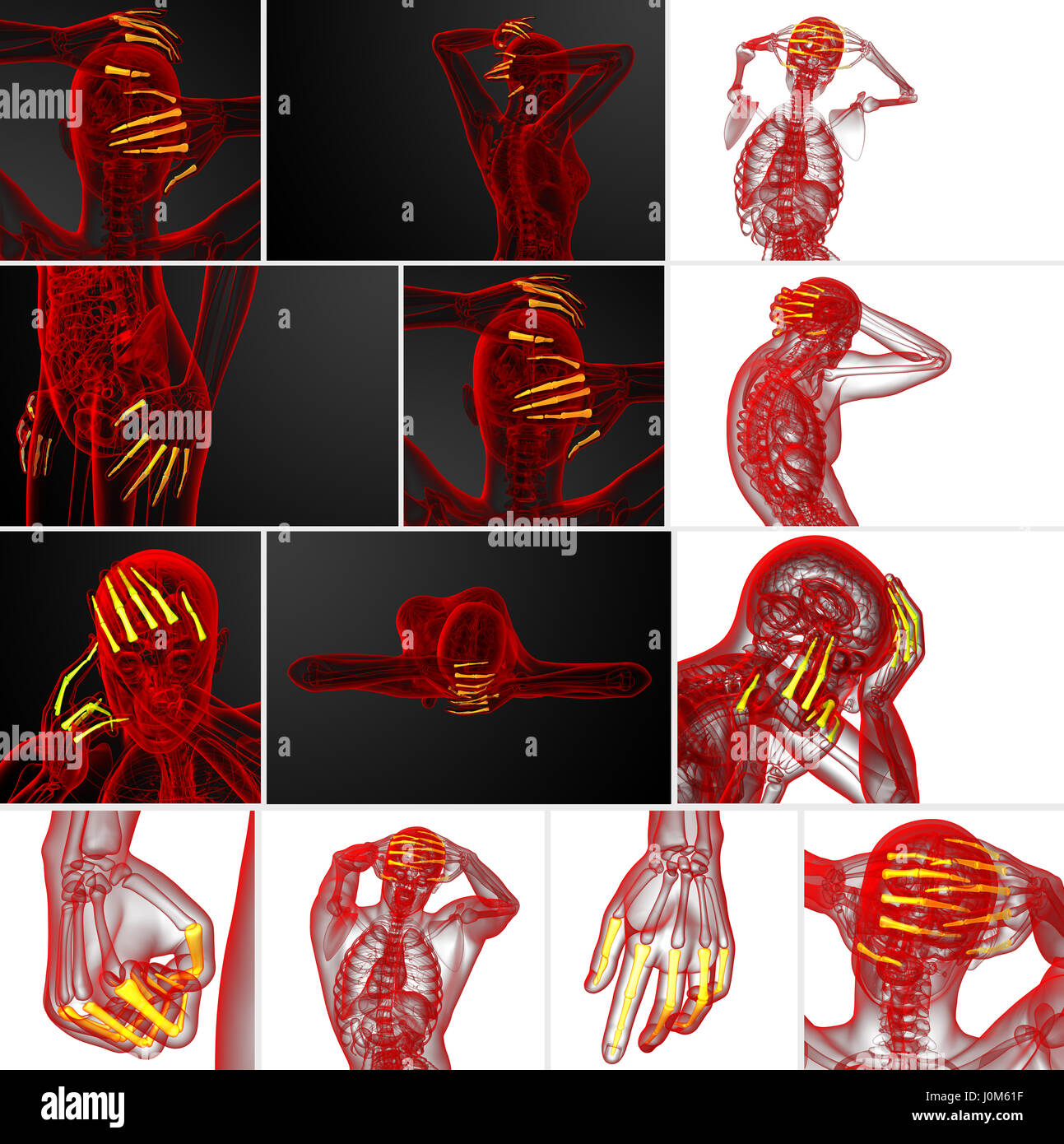 3d rendering illustration of the human phalanges hand Stock Photo - Alamy