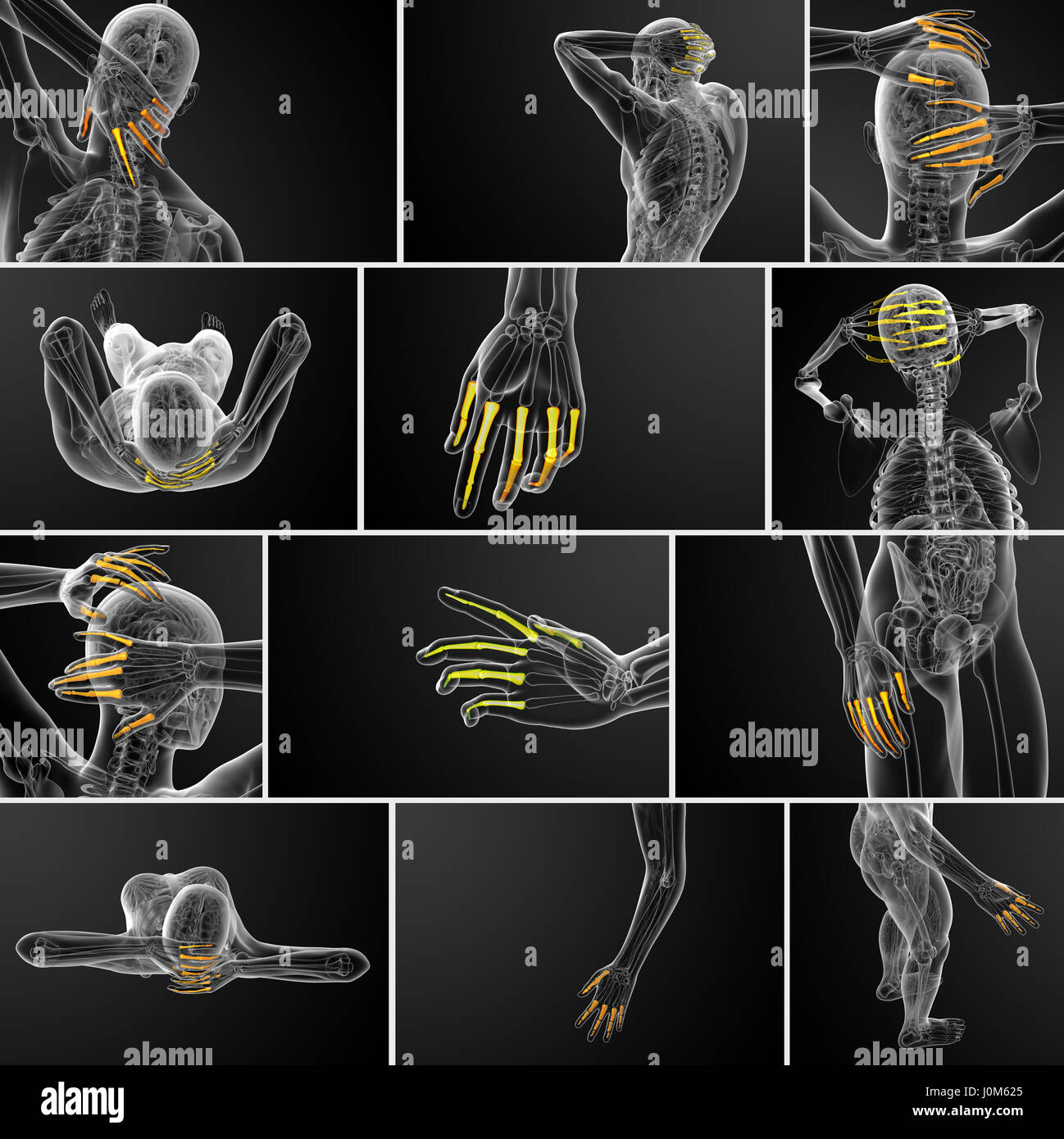 3d rendering illustration of the human phalanges hand Stock Photo - Alamy