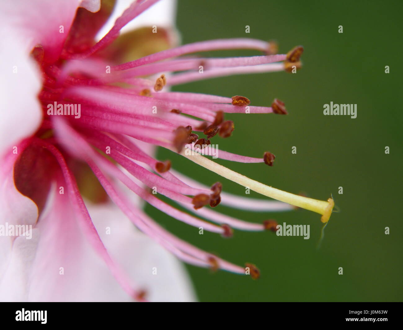 Extreme close up of flower head Stock Photo - Alamy