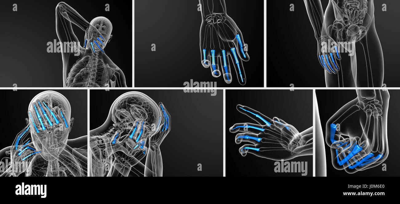3d rendering illustration of the human phalanges hand Stock Photo - Alamy