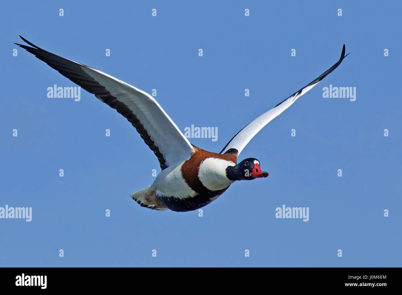 Common shelduck in flight with blue skies in the background Stock Photo ...