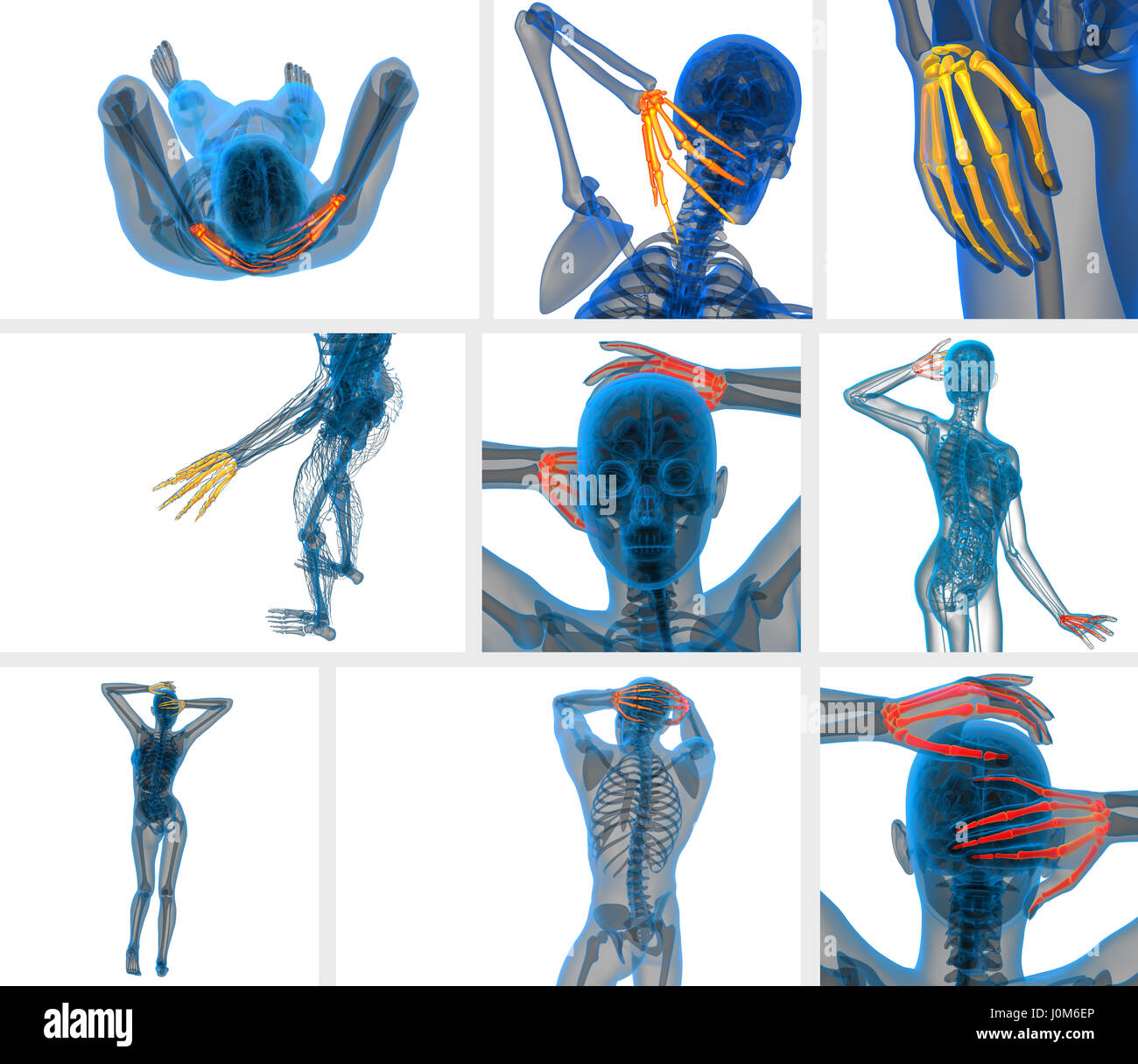 3d rendering illustration of the skeleton hand Stock Photo - Alamy