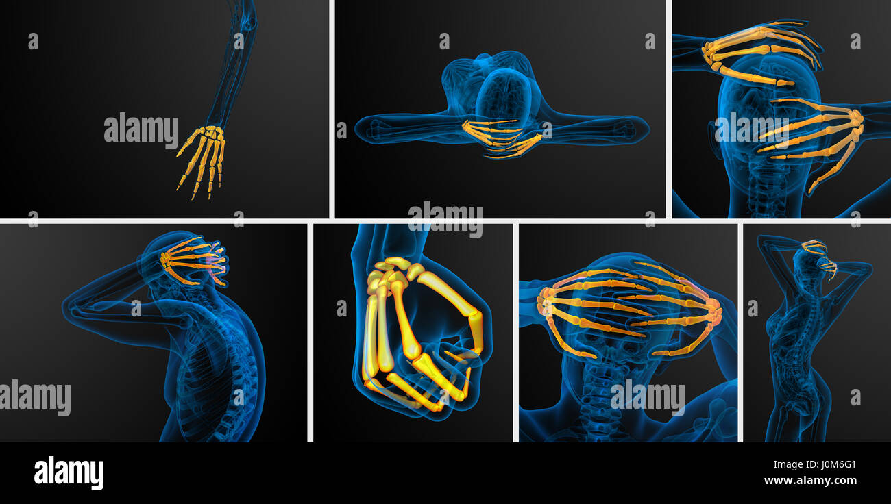 3d rendering illustration of the skeleton hand Stock Photo - Alamy