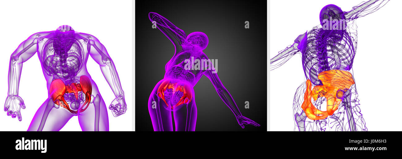 3d rendering medical illustration of the pelvis bone Stock Photo - Alamy