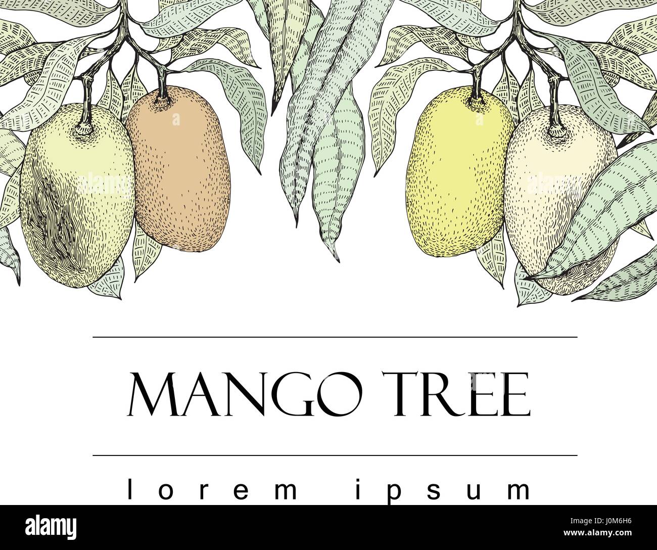 Mango tree vintage design template. Botanical mango fruit banner ...