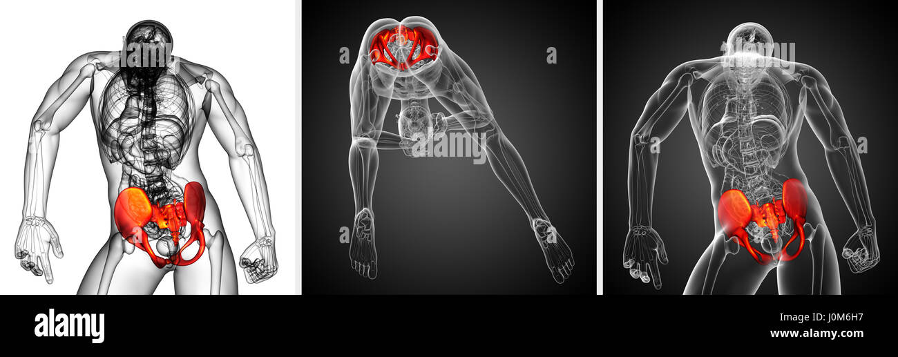 3d rendering medical illustration of the pelvis bone Stock Photo - Alamy