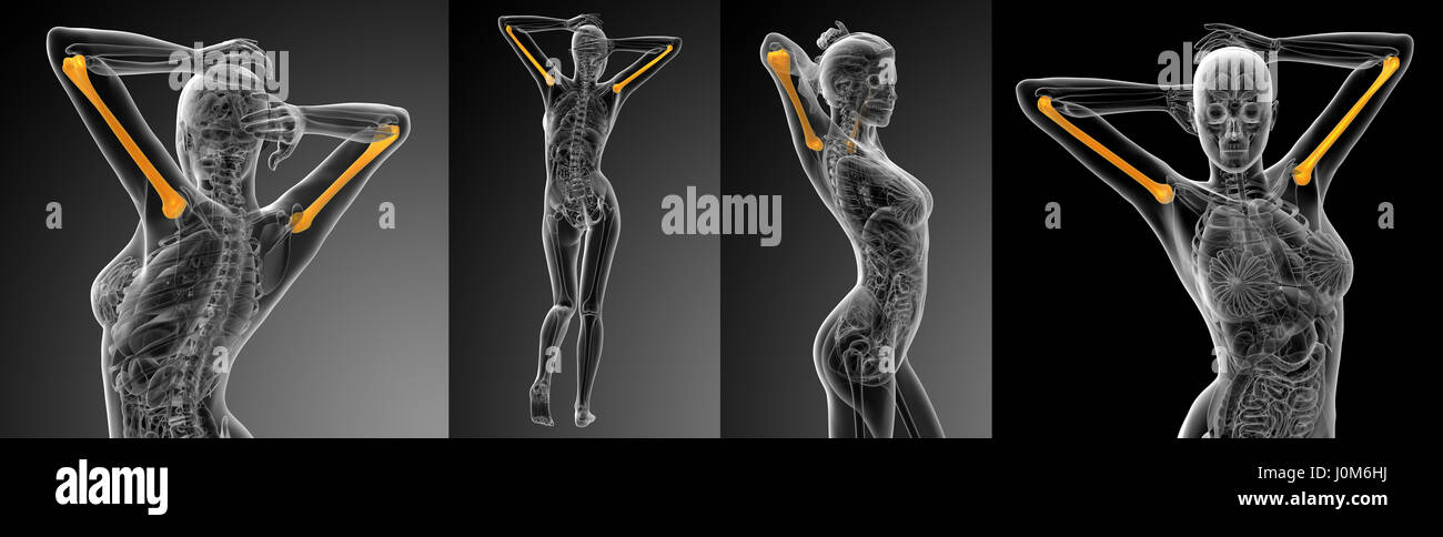 3d rendering medical illustration of the humerus bone Stock Photo - Alamy