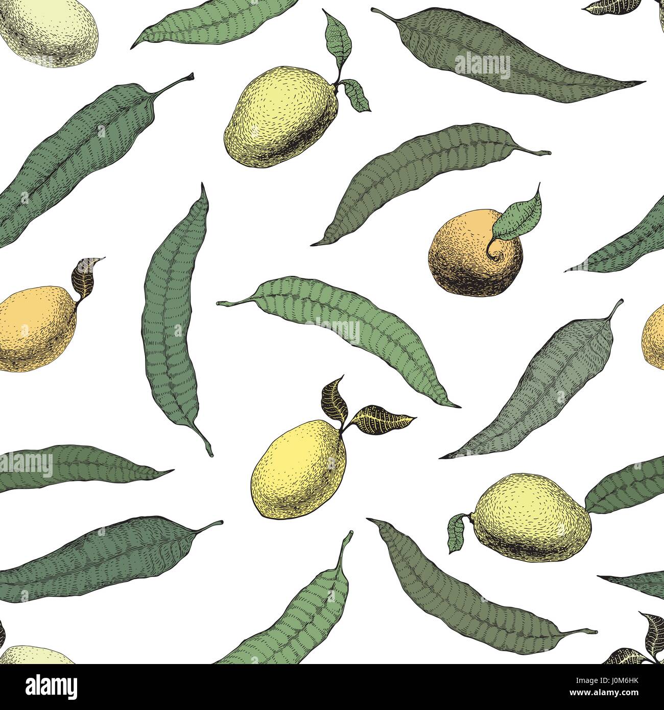 Mango tree vintage seamless pattern. Botanical mango fruit background ...